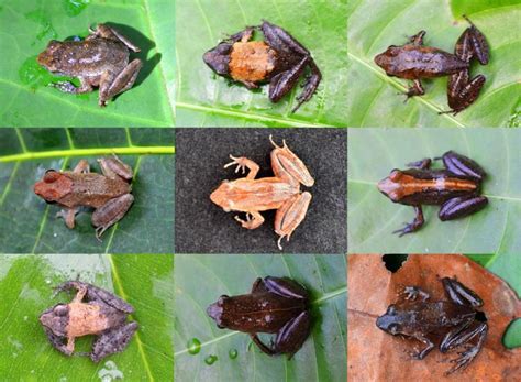 How Many Colours Of Frogs Are There