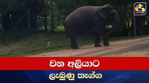 වන අලියාට ලැබුණු තෑග්ග Youtube