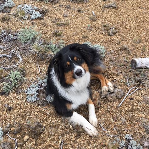 Introduction To Occupancy Models