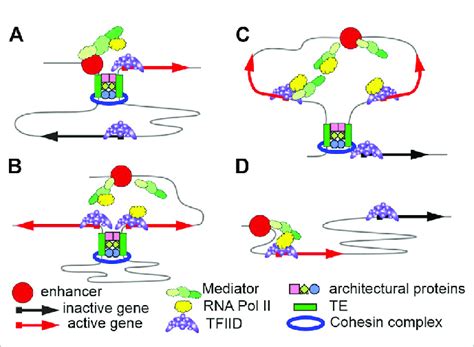 Variants Of Functional Interactions Between Enhancers And Promoters Download Scientific