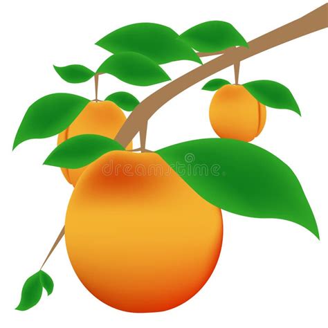 Apricot Branch Stock Vector Illustration Of Fruit Tasty 40704856
