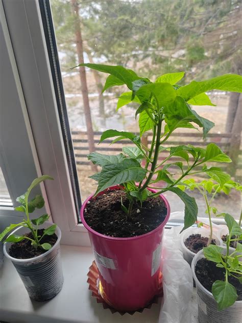 Перчики | Пикабу