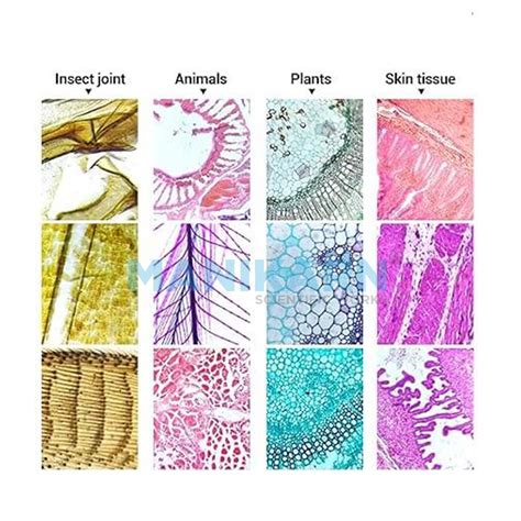 Permanent Prepared Microscope Slides