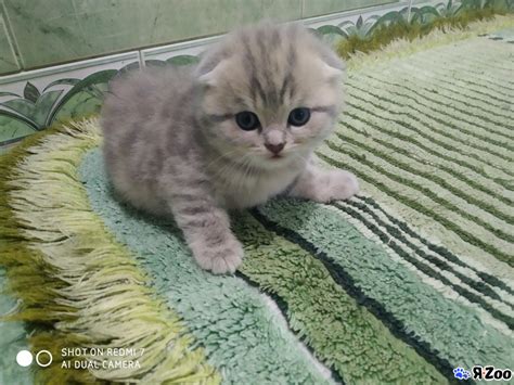 Купить котенка в Уфе 🐱 — 1 объявление о продаже породистых кошек