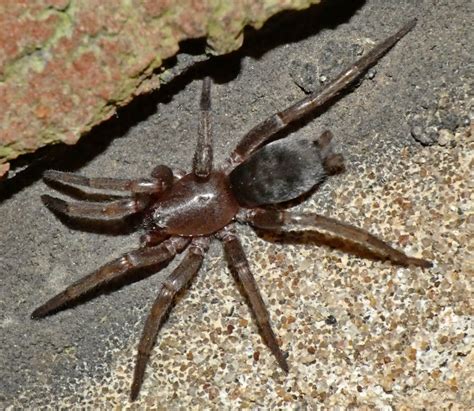 British Spider Identification Group An Early Instar Of Scotophaeus
