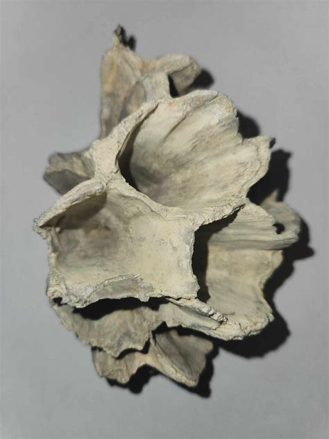 Balanus Concavus Member Collections The Fossil Forum