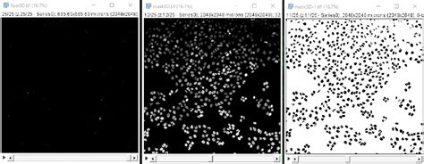 Segmenting In Napari And Exporting A Mask In Fiji — Napari Segmentation Learning Course