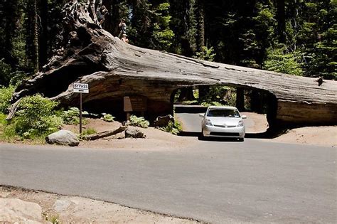 Туннель сквозь гигантскую Секвойю