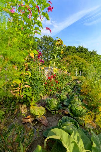 양배추와 딜이 줄지어있는 채소밭 신선한 유기농 채소밭 양배추와 다른 사람들의 줄은 정원에있는 채소입니다 코티지 개인 정원 가정 정원의 조경 디자인 딜 허브에 대한 스톡 사진