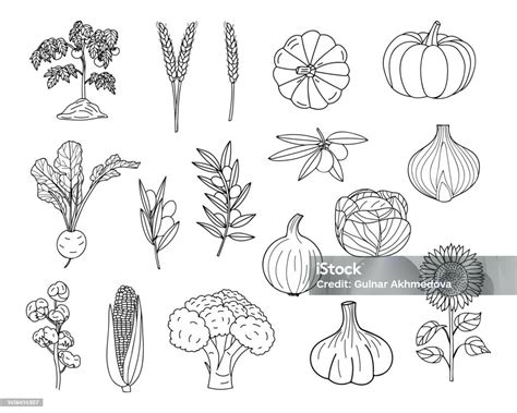 벡터로 된 낙서 야채 일러스트 컬렉션 손으로 그린 야채 아이콘 컬렉션을 벡터로 만듭니다 낙서 야채 일러스트 세트 가든파티에 대한 스톡 벡터 아트 및 기타 이미지 Istock