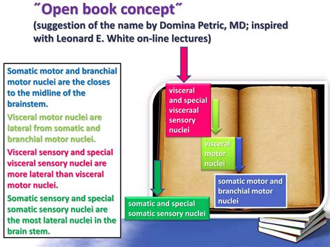 Localisation Of The Brainstem Nuclei Ppt
