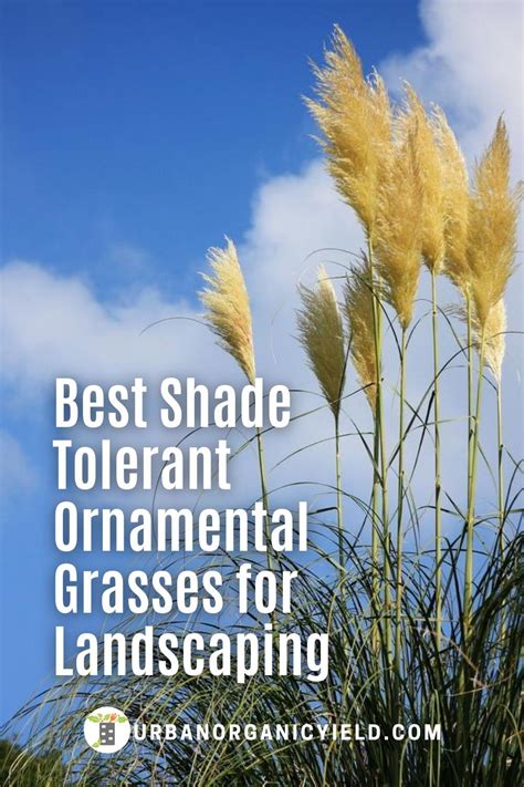 Best Ornamental Grasses For Shade And Landscapes Shade Grass
