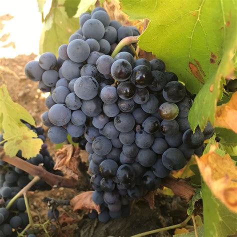 La Uva Mencía Cepas De La Culebra