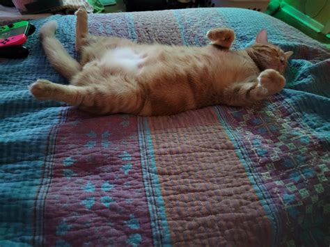 Signal Not Found Doc Has Disconnected Roneorangebraincell