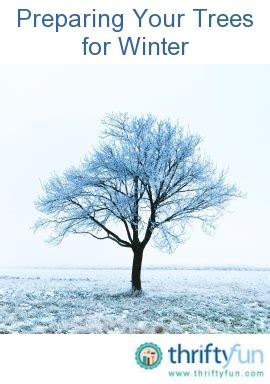 Preparing Your Trees For Winter Winter Trees Watering Trees Tree