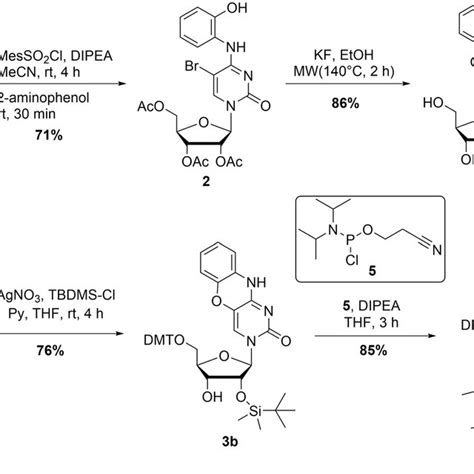 Synthesis Of The Tc O Ribonucleoside Phosphoramidite Monomer Download Scientific Diagram