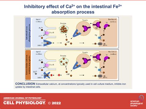 Calcium Is A Noncompetitive Inhibitor Of Dmt1 On The Intestinal Iron