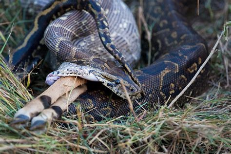 African Rock Python Eating Impala Flickr Photo Sharing