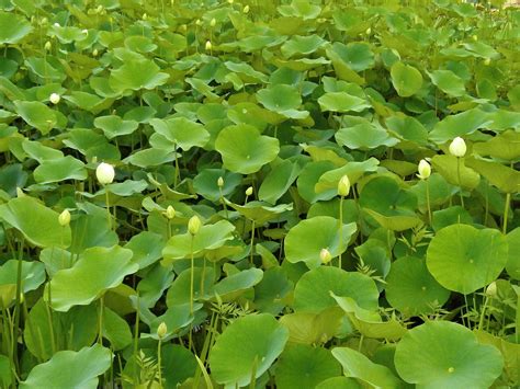 무료 이미지 나무 못 식품 녹색 생기게 하다 식물학 수생 식물 플로라 관목 로터스 싹 생태계 연꽃 잎 꽃 피는 식물 메이든 헤르츠 트리 연간
