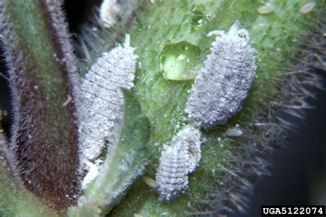 Mexican Mealybug Phenacoccus Gossypii Townsend And Cockerell 1898