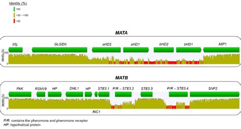 High Nucleotide Diversity Among Mating Genes Download Scientific Diagram