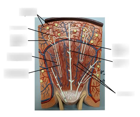 Nephron Ii Diagram Quizlet