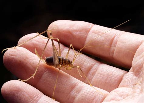 Camel Cricket Guide 23 Things To Know Cave And Spider Crickets The