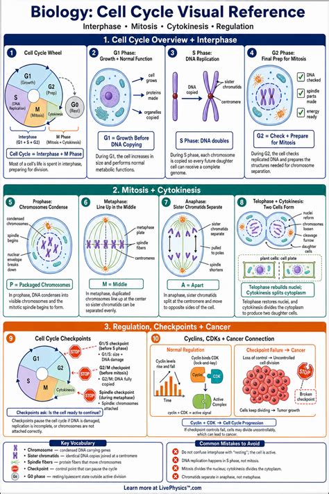 Cell Cycle Visual Reference Cheat Sheet Livephysics™