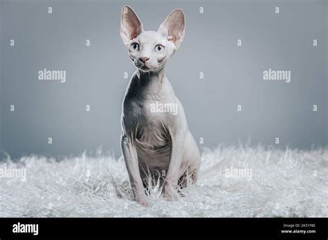 Adorable White Hairless Sphynx Cat With Blue Eyes Sitting On Soft