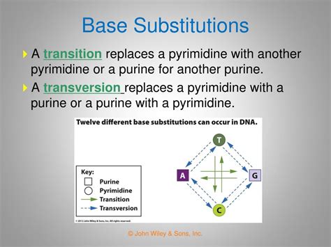Ppt Chapter 13 Mutation Dna Repair Powerpoint Presentation Free