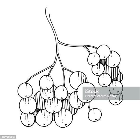 벡터 소버스 분기와 베리 흑백 잉크 아트가 새겨져 있습니다 격리된 로완 일러스트레이션 요소입니다 0명에 대한 스톡 벡터 아트 및 기타 이미지 Istock