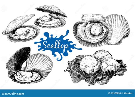 Scallop Sea Shell Sketch Style Vector Illustration Stock Vector Illustration Of Fish