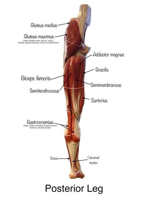 Leg Muscle Model Human Muscle Anatomy Human Body Anatomy Muscle Anatomy