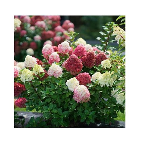 J Berry Nursery Assorted Proven Winner Hydrangea 2 Gallon Rural King