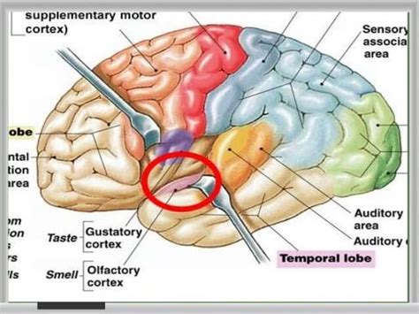 Neuroanatomy And Cranial Nerves Dentmistry