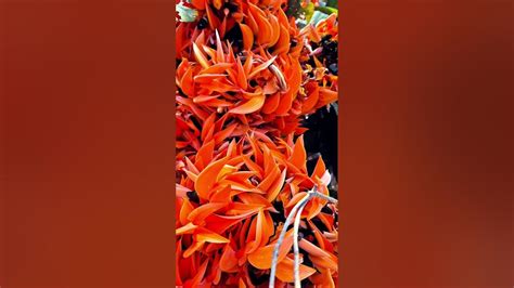 ดอกจานประหารใจ Youtube