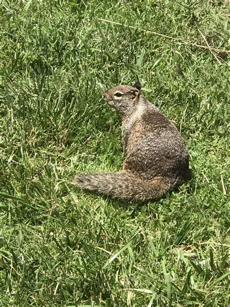 Fat Squirrel Compilation R Ucsc