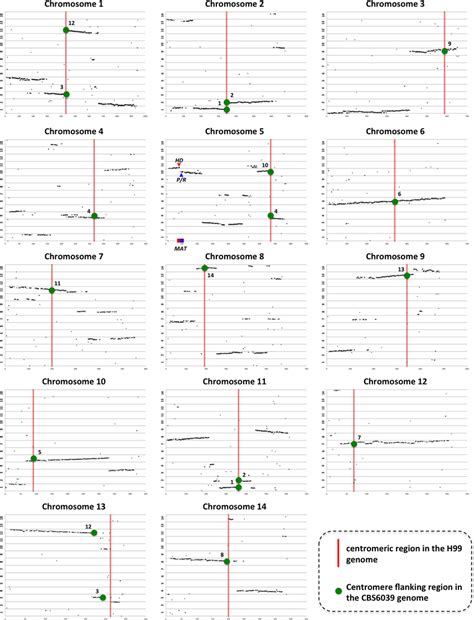 Genome Comparison Between Cryptococcus Amylolentus Strain Cbs6039 And