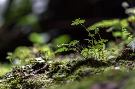 St Patricks Day Background Stock Image Image Of Sparse Full 361014425