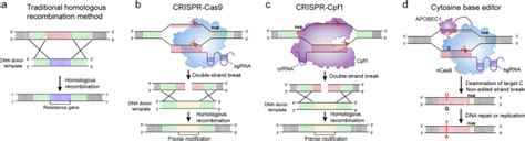 Development Of A Base Editor For Convenient And Multiplex Genome