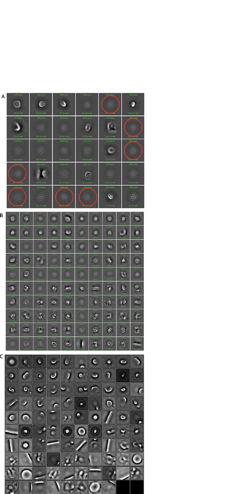 Emptyfeatureless Classes In 2d Classification 2d Classification