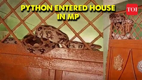 mp python enters house rescued by first officials in chhatarpur district