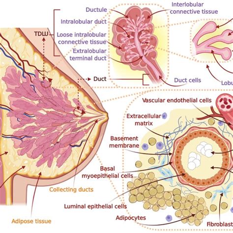 Schematic View Of The Human Female Breast And Different Types Of