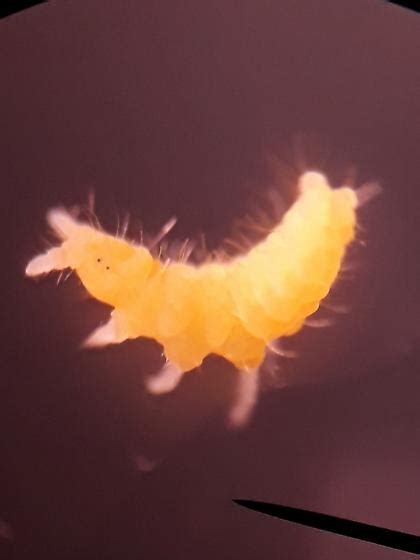 Sensillanura Caeca Bugguidenet