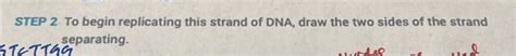 STEP To Begin Replicating This Strand Of DNA Draw Chegg