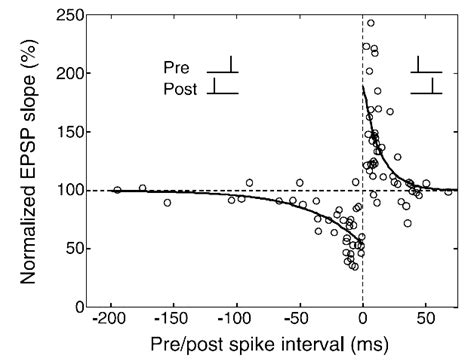 Spike Timing Dependent Plasticity Pierre Yger