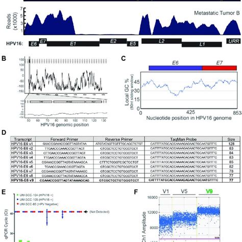 Analytical Validation Of Hpv16 Ctdna Droplet Digital Pcr Assay A Download Scientific Diagram