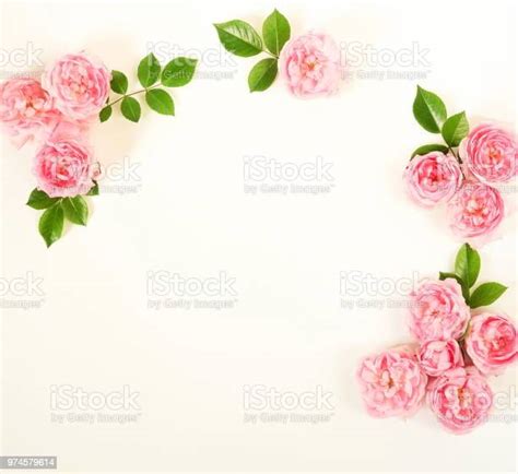 창백한 핑크 장미 꽃의 화 환 꽃 프레임 새싹 고 흰색 바탕에 평면 위치 최고 보기 이랑입니다 0명에 대한 스톡 사진 및 기타 이미지 Istock