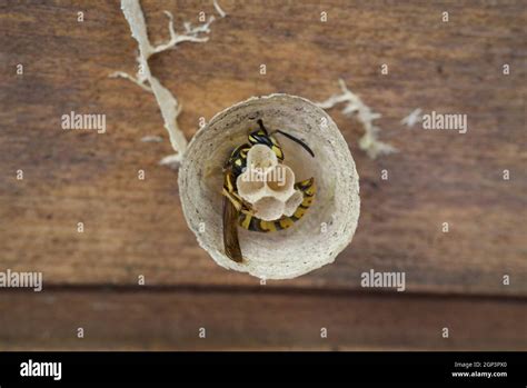 Queen Wasp Early Stages Of Building A Nest In Garden Shed UK Queen Wasp Inside A Nest With