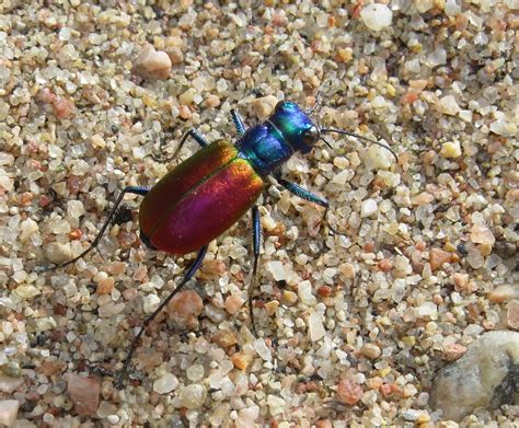 Bug Eric Springtime Tiger Beetles